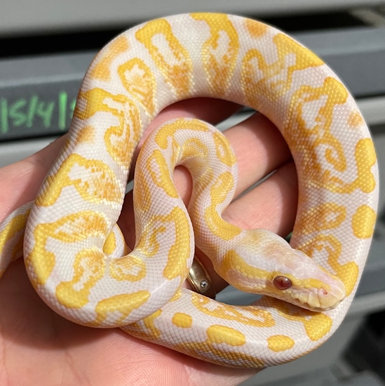 Ghi Lavender Ball Python by Constricted Reptiles