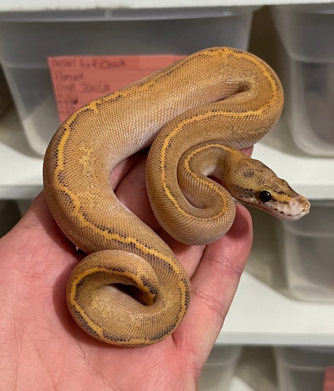 Acid Fire Highway Ball Python by Constricted Reptiles