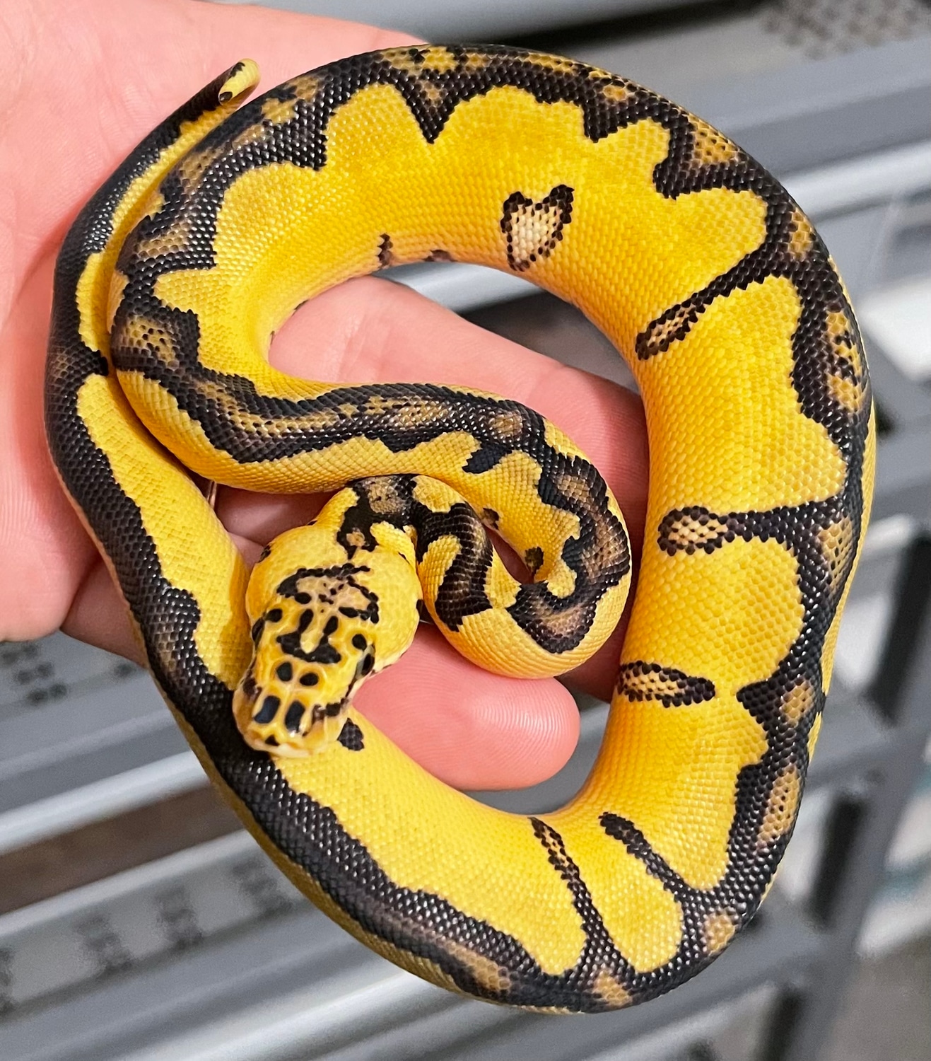 Pastel Clown Ball Python by Constricted Reptiles - MorphMarket