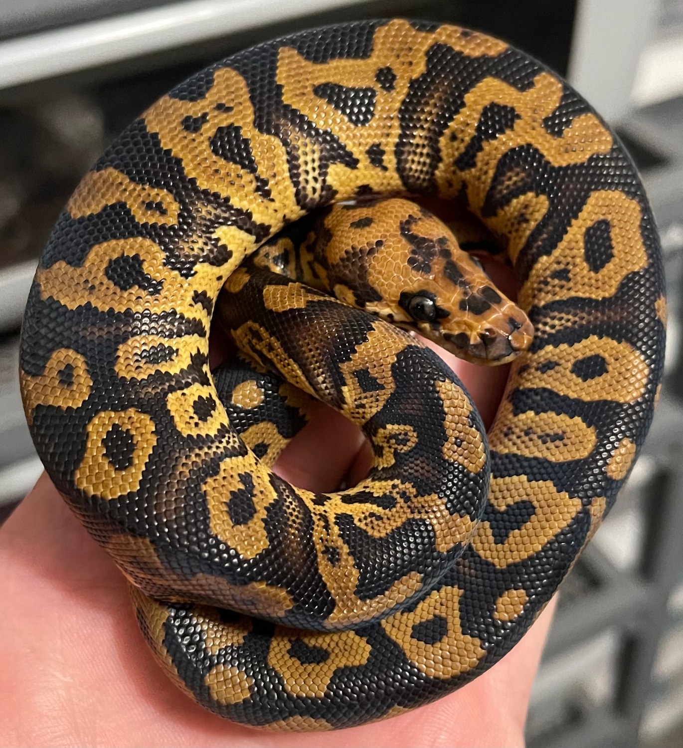 Acid Clown Ball Python by Constricted Reptiles - MorphMarket