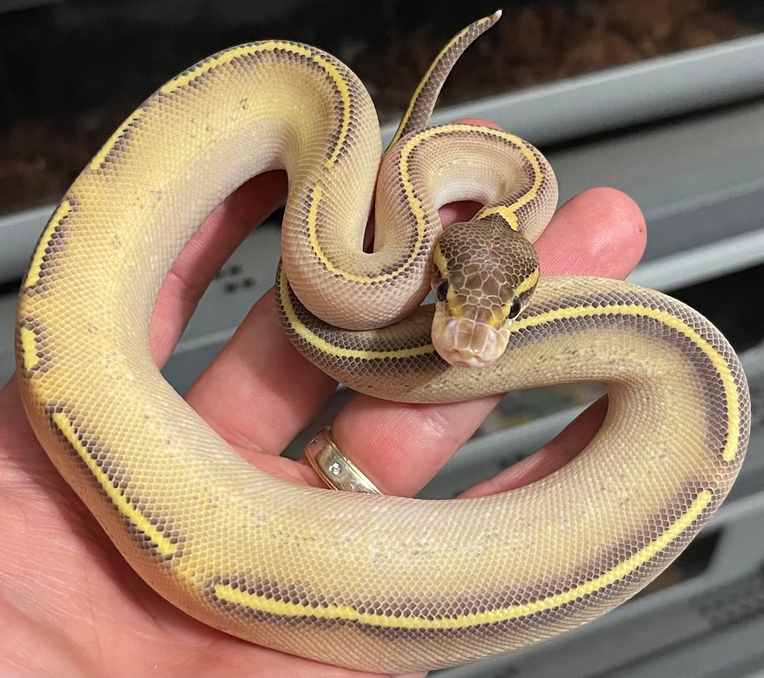 Mojave Highway Ball Python by Constricted Reptiles - MorphMarket