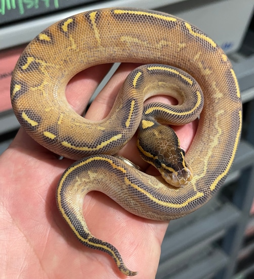 Highway Ball Python by Constricted Reptiles
