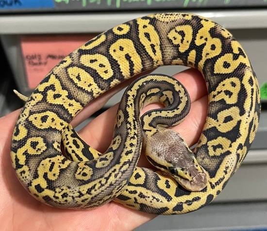 Super Pastel Acid 66% Het Hypo Ball Python by Constricted Reptiles