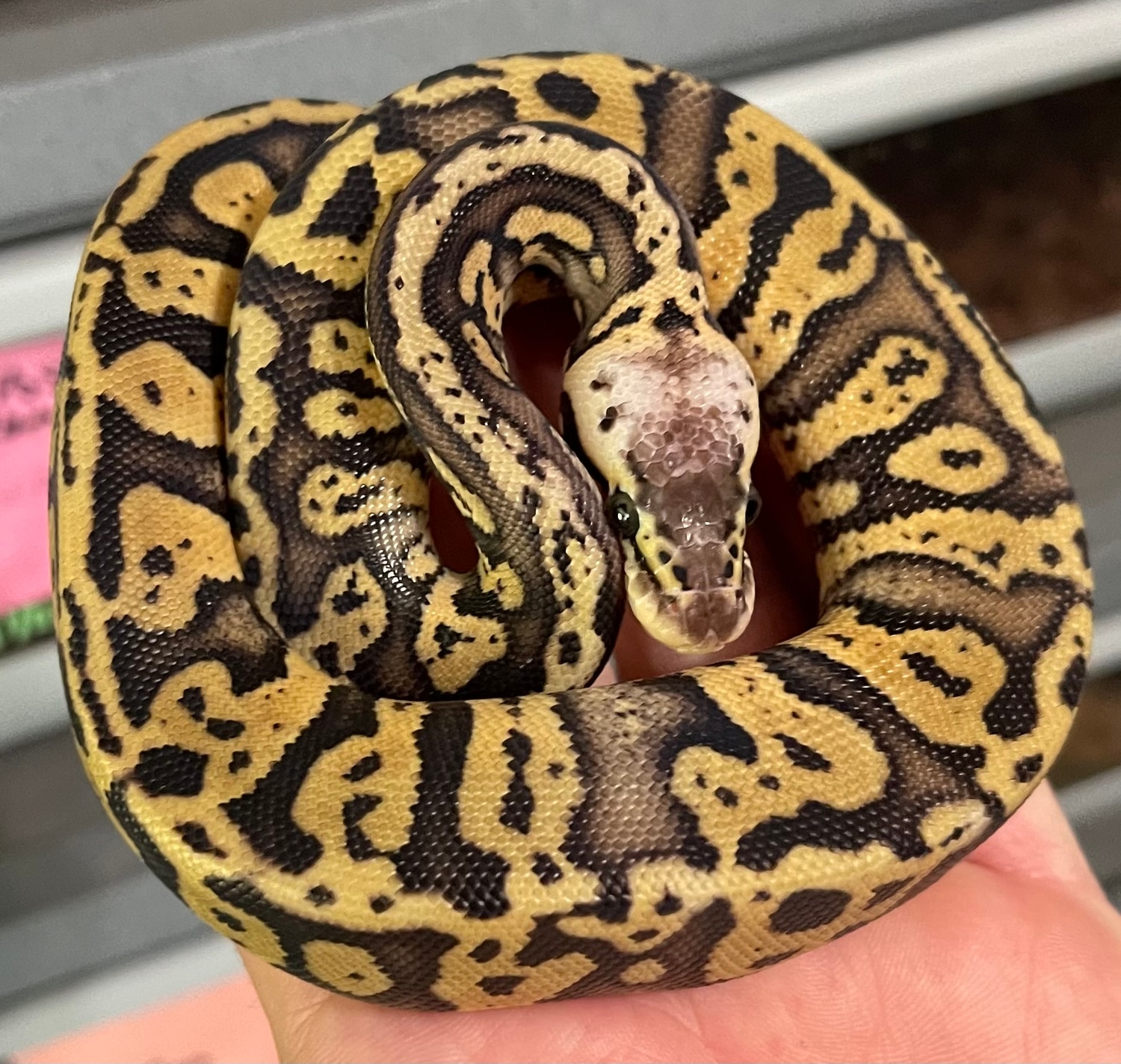 Acid Super Pastel 66% Het Hypo Ball Python by Constricted Reptiles ...