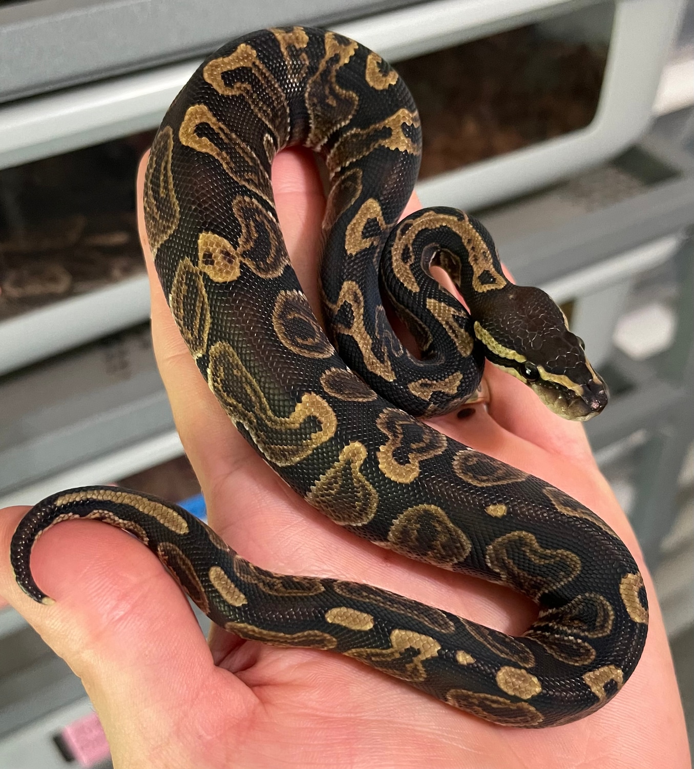 Ghi Het Lavender Ball Python by Constricted Reptiles - MorphMarket