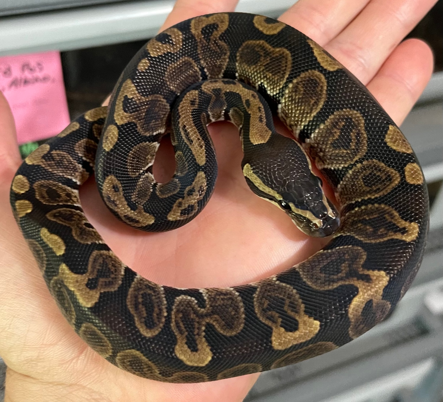 Ghi Het Lavender Ball Python by Constricted Reptiles - MorphMarket
