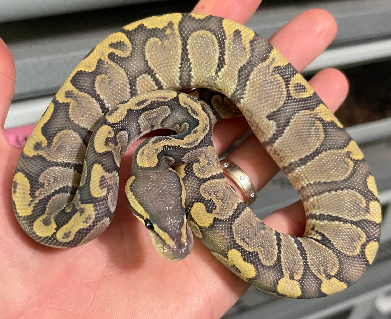 Hypo Ghi Het Puzzle Ball Python by Constricted Reptiles - MorphMarket