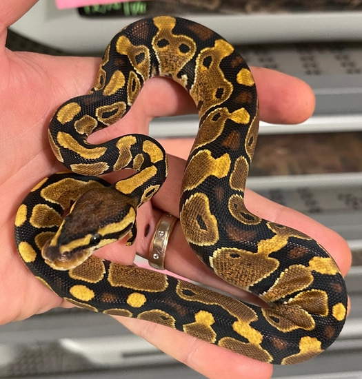 Double Het Hypo Puzzle Ball Python by Constricted Reptiles
