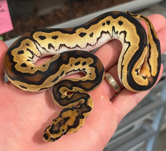 Orange Dream Clown Het Pied Ball Python by Constricted Reptiles