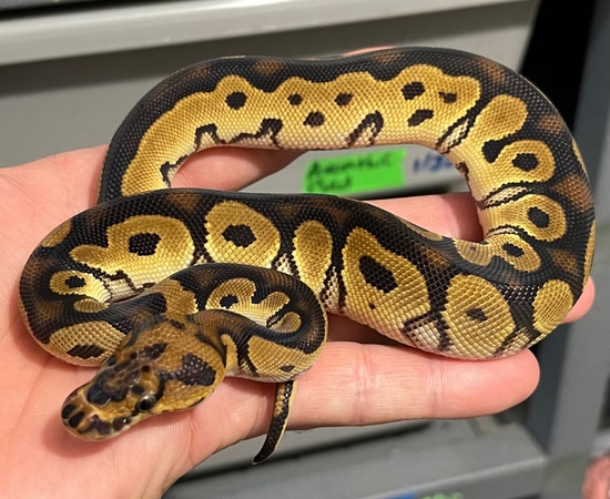 Orange Dream Clown Het Pied Ball Python by Constricted Reptiles
