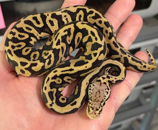 Acid Spotnose Mojave Pastel Het Clown Ball Python by Constricted Reptiles