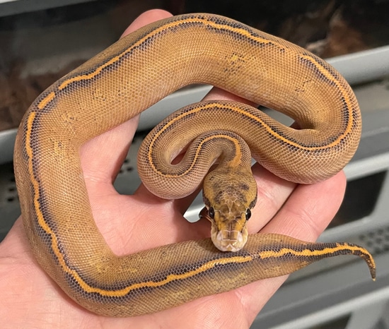 Acid Highway Ball Python by Constricted Reptiles