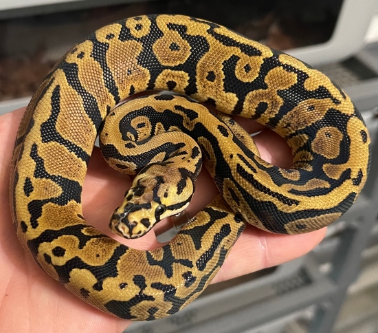 Acid Spotnose Het Clown Ball Python by Constricted Reptiles
