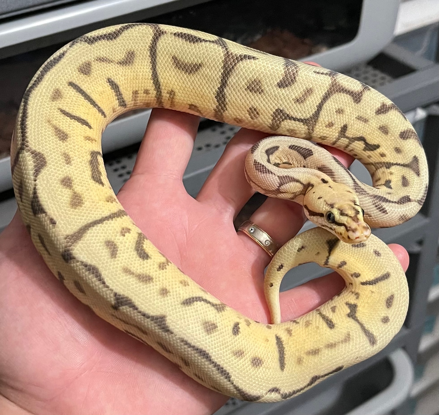 Hypo Leopard Pastel Spider Ball Python by Constricted Reptiles ...