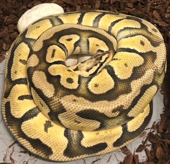 Super Pastel Double Het Genetic Stripe Clown Ball Python by Constricted ...