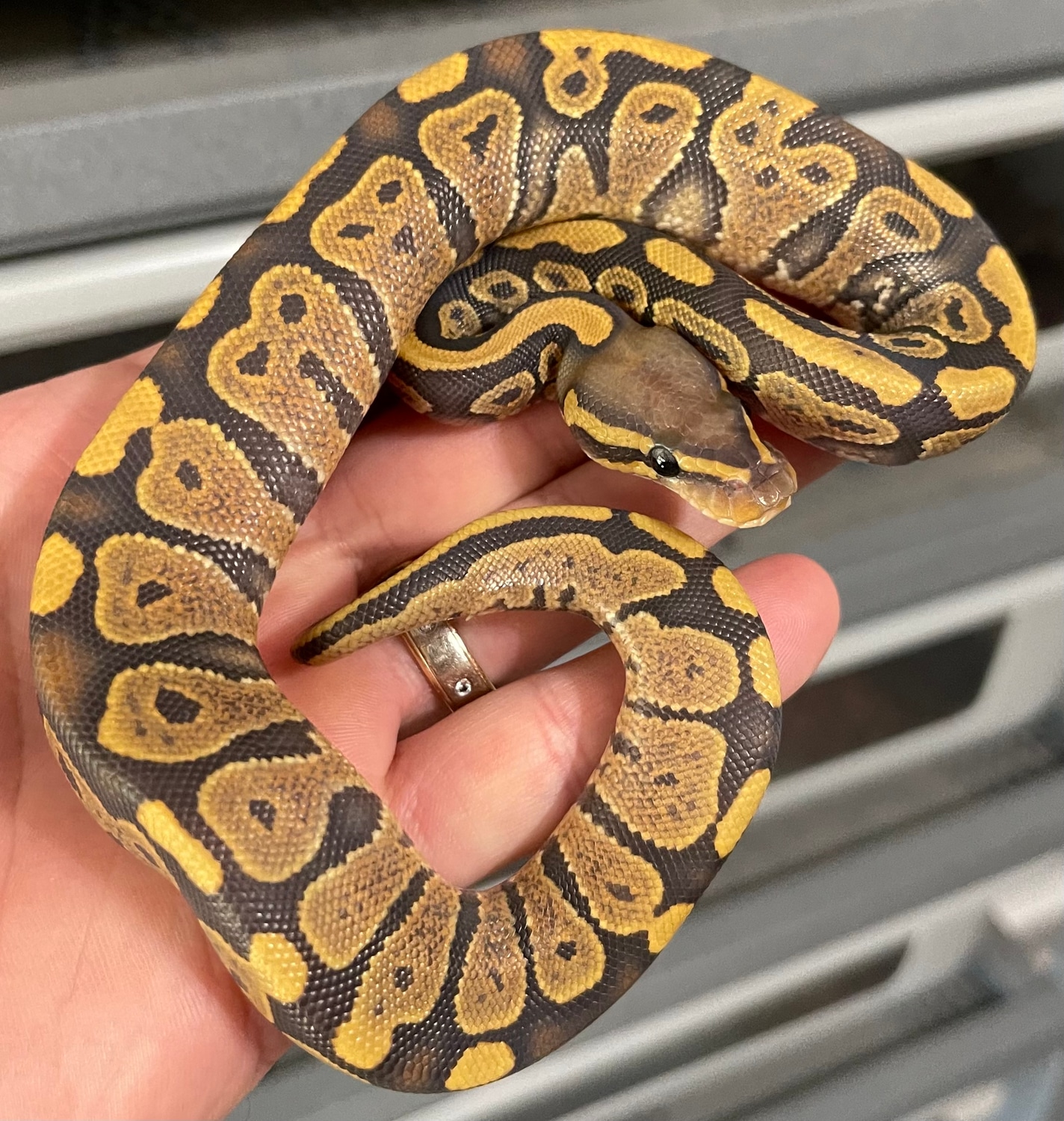 Hypo Het Puzzle Ball Python by Constricted Reptiles - MorphMarket