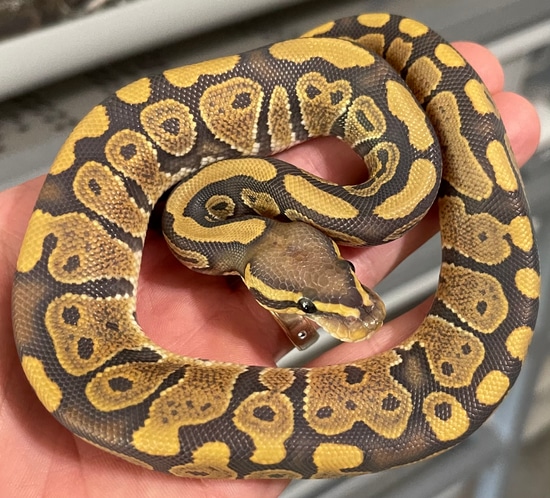Hypo Het Puzzle Ball Python by Constricted Reptiles