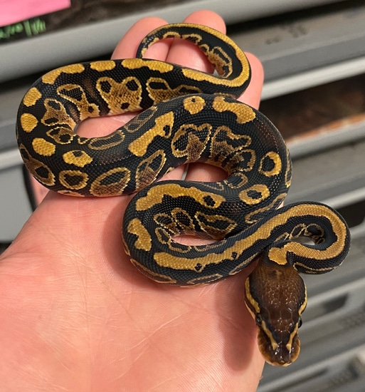 Trick Het Clown Ball Python by Constricted Reptiles
