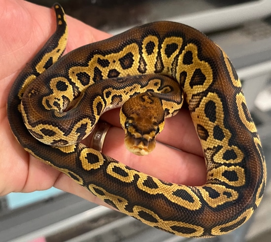 Trick Clown Ball Python by Constricted Reptiles