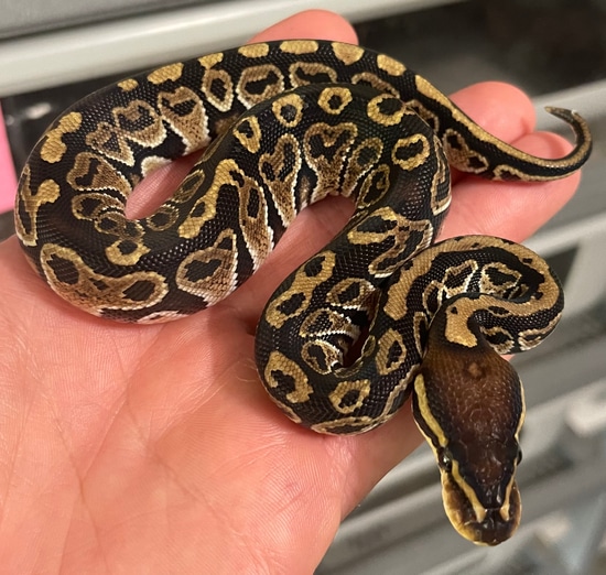 Trick Het Clown Ball Python by Constricted Reptiles