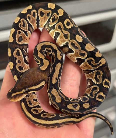 Trick Het Clown Ball Python by Constricted Reptiles