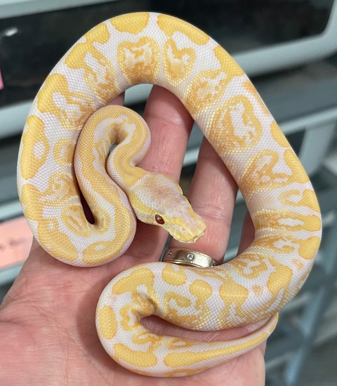 GHI Lavender Ball Python by Constricted Reptiles