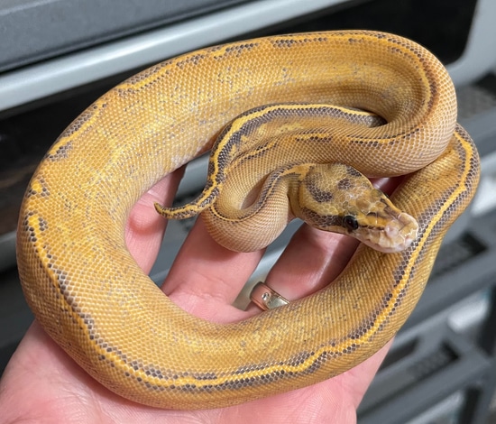 Acid Highway Pos Fire Ball Python by Constricted Reptiles