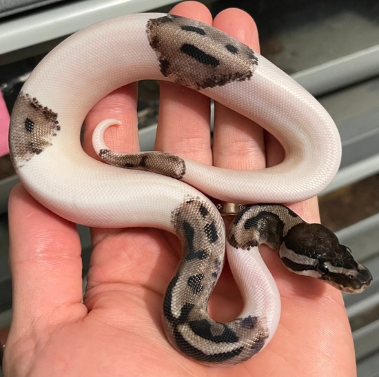 Vpi Axanthic Pied Ball Python by Constricted Reptiles