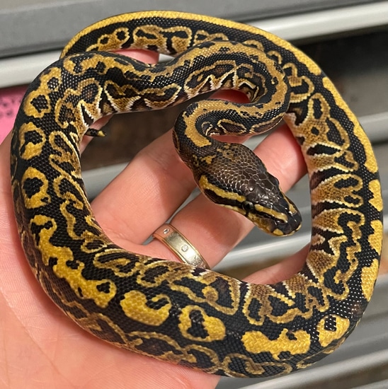 Super Trick Het Clown Ball Python by Constricted Reptiles