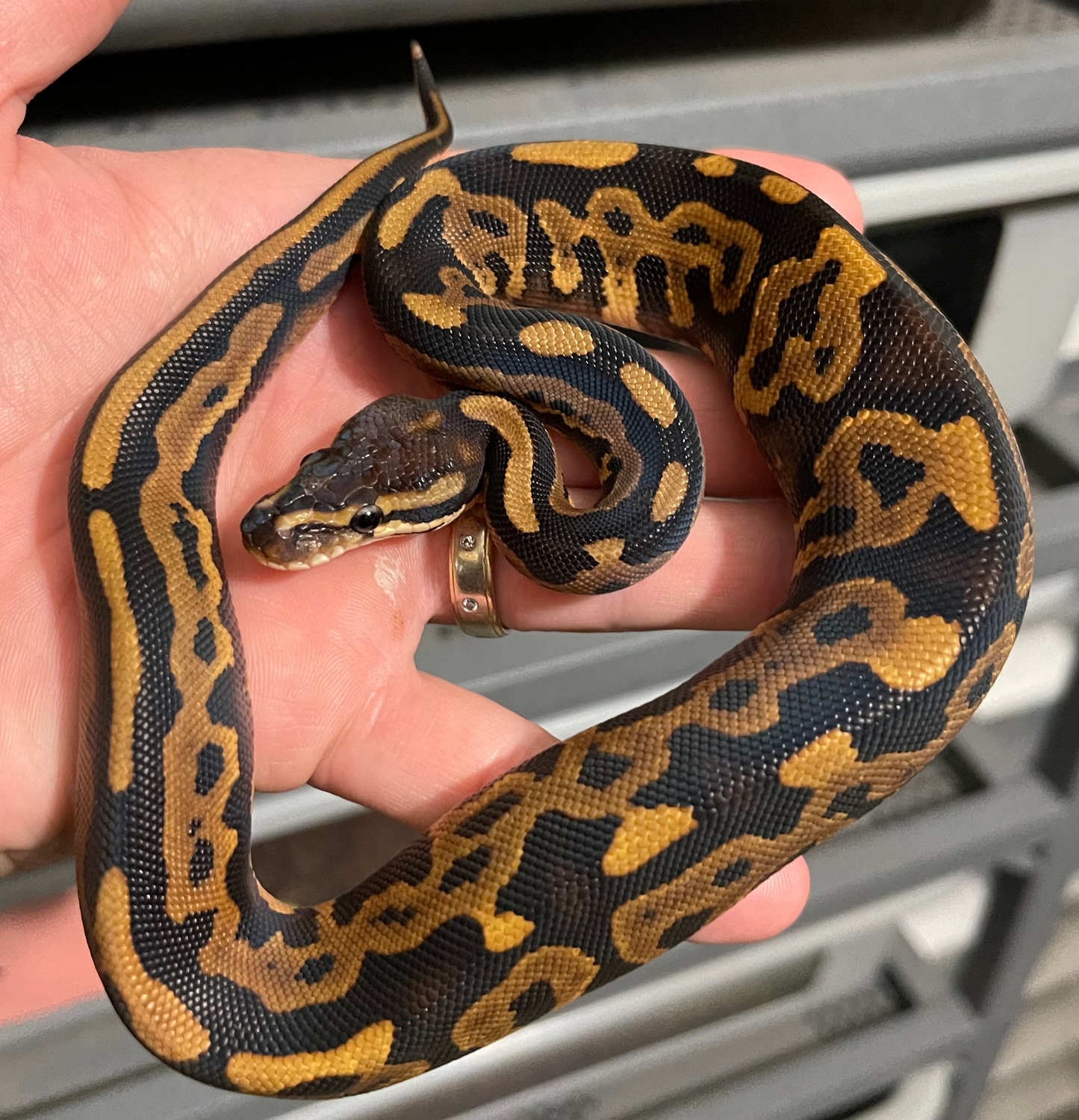 Leopard Orange Dream Het Lavender Ball Python by Constricted Reptiles ...