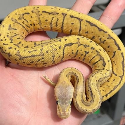 Constricted Reptiles - MorphMarket