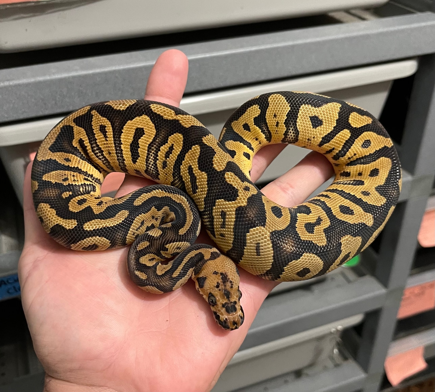 Acid Clown Ball Python by Constricted Reptiles - MorphMarket