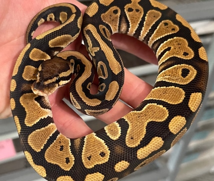 Vpi Axanthic Pied Ball Python by Constricted Reptiles - MorphMarket