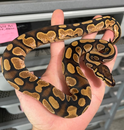 Calico Possible Yb Double Het Clown Pied Ball Python by Constricted ...