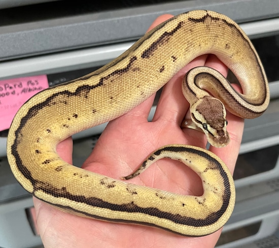 Pastel Genetic Stripe Het Clown Ball Python by Constricted Reptiles
