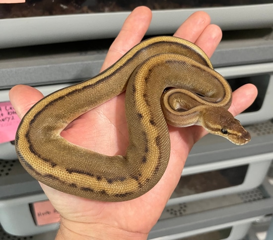 Genetic Stripe Het Clown Ball Python by Constricted Reptiles