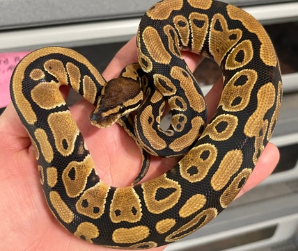 Vpi Axanthic Pied Ball Python by Constricted Reptiles - MorphMarket