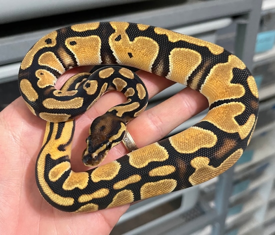 Orange Dream Double Het Clown Pied Ball Python by Constricted Reptiles