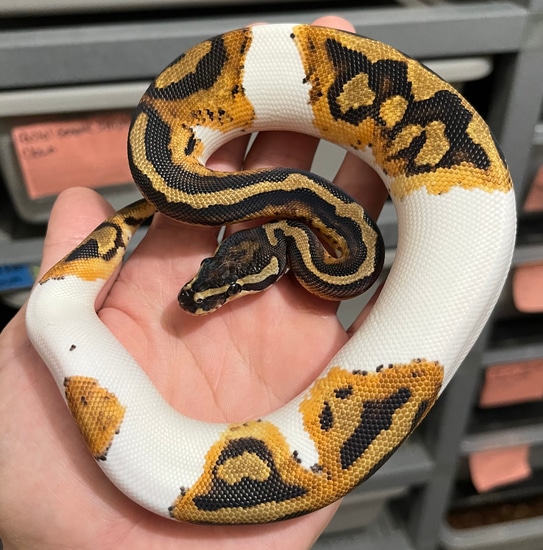 Yb Pied Ball Python by Constricted Reptiles