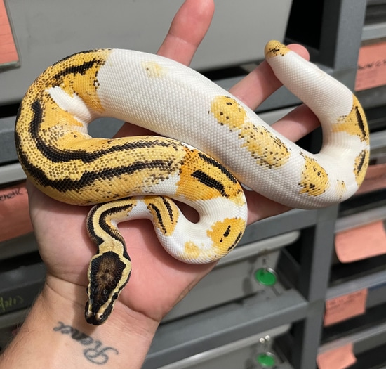 Odyb Pastel Pied Ball Python by Constricted Reptiles