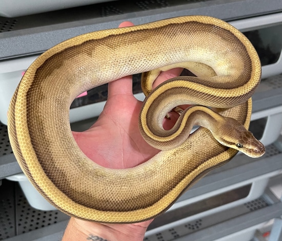 Butter Genetic Stripe Ball Python by Constricted Reptiles