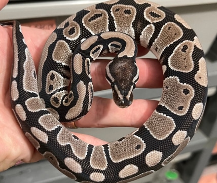 Vpi Axanthic Pied Ball Python by Constricted Reptiles - MorphMarket