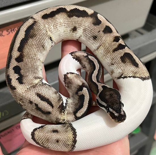 Vpi Axanthic Pied Ball Python by Constricted Reptiles