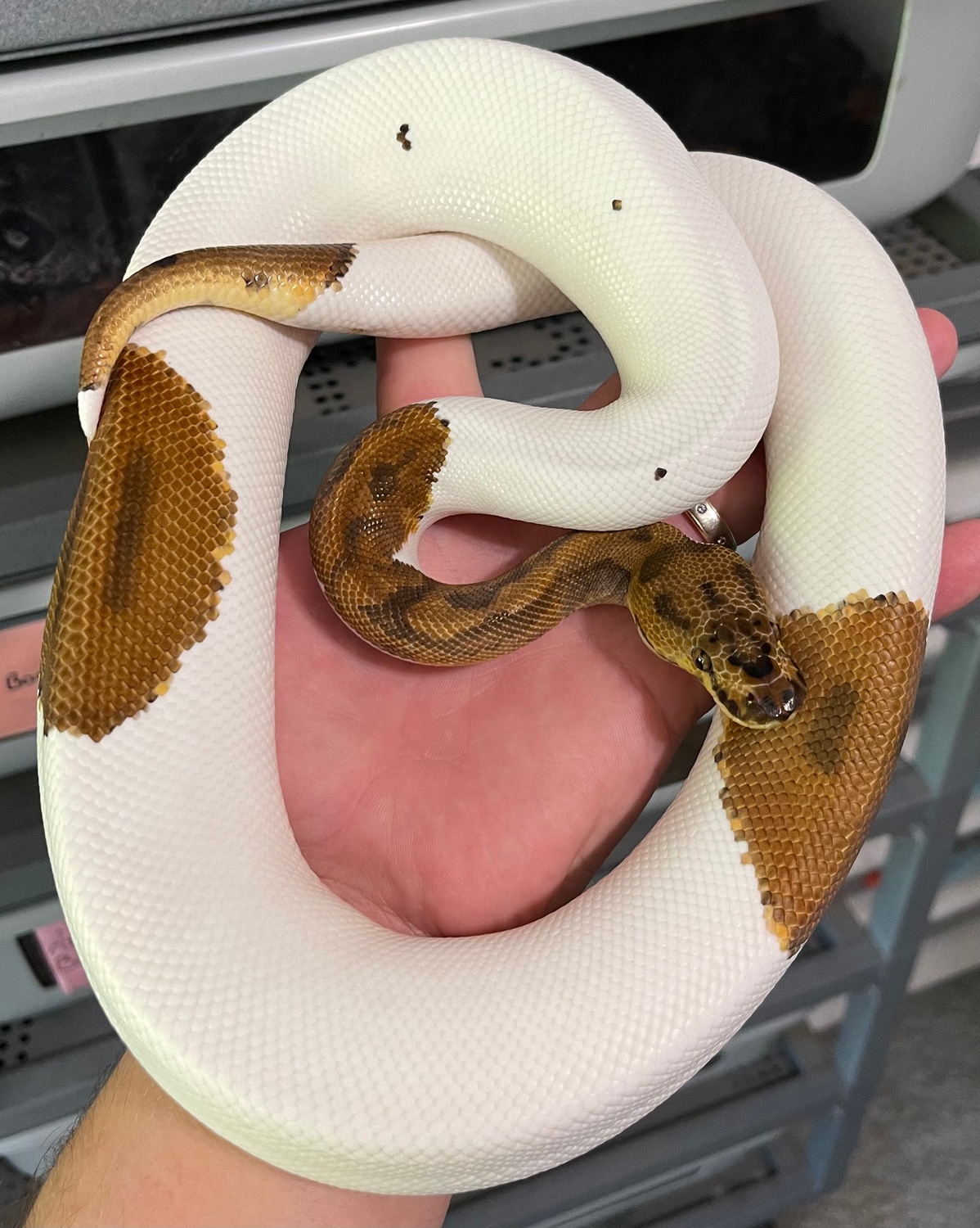 Breeder Clown Pied Ball Python by Constricted Reptiles - MorphMarket