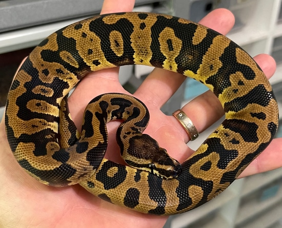 Acid Het Clown Ball Python by Constricted Reptiles
