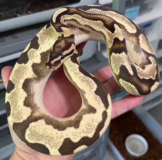 Orange Dream Yellow Belly Fire Het Pied Ball Python by Constricted Reptiles