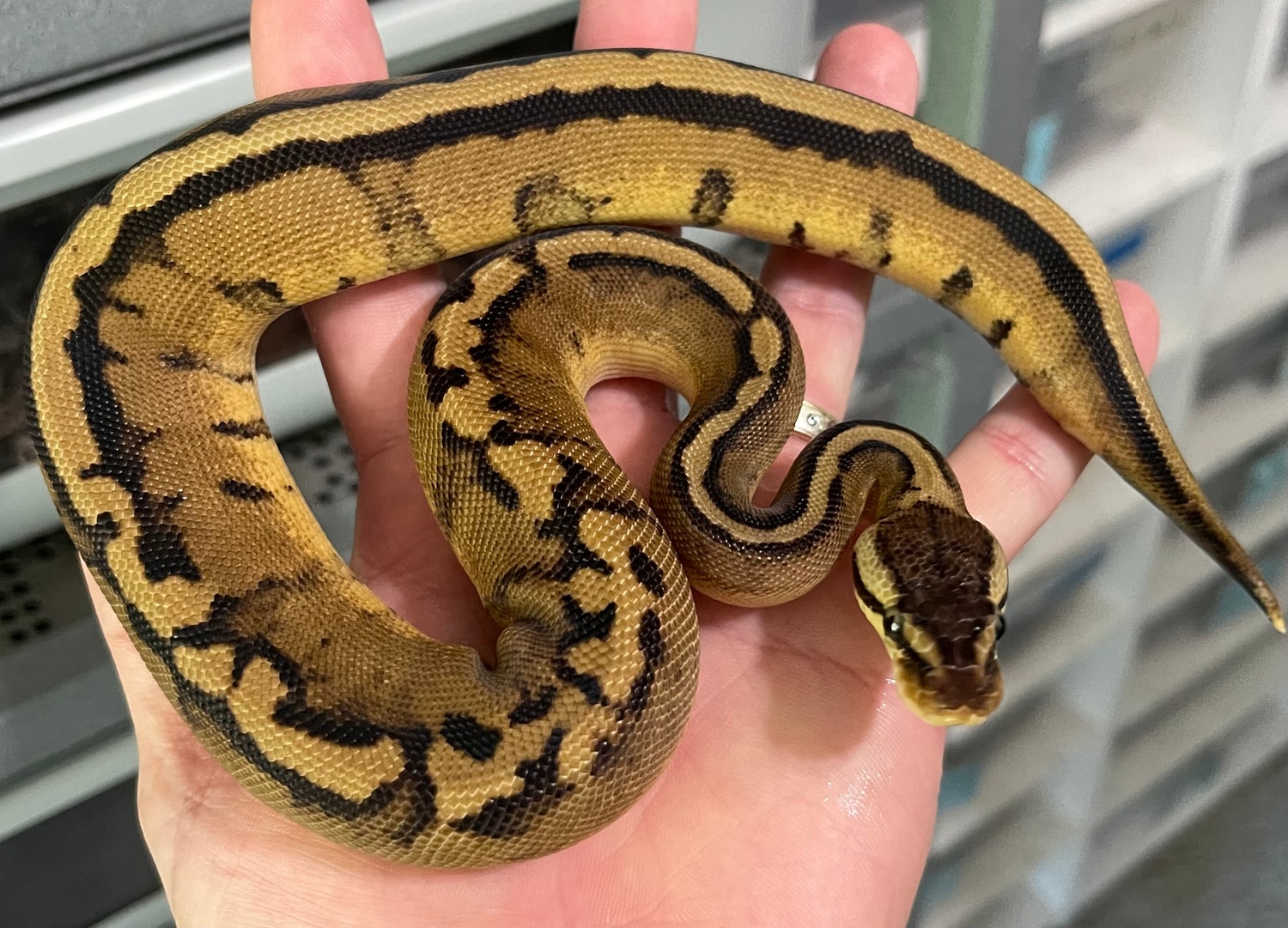 Acid Pastel Genetic Stripe Ball Python by Constricted Reptiles ...