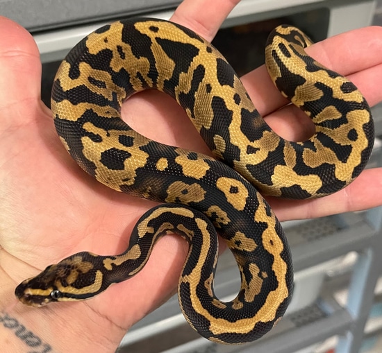 Acid Yellow Belly Het Hypo Ball Python by Constricted Reptiles