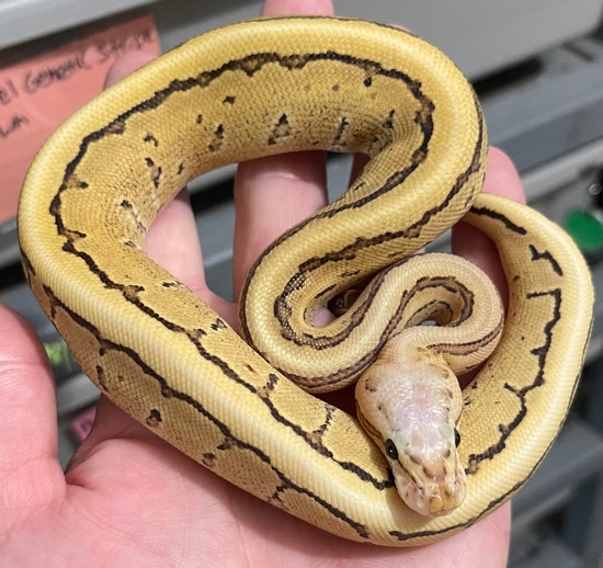 Pinstripe Super Vanilla Or Vanilla Cream Het Clown Ball Python by ...