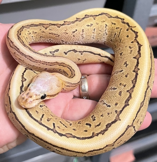 Pinstripe Super Vanilla Or Vanilla Cream Het Clown Ball Python by ...